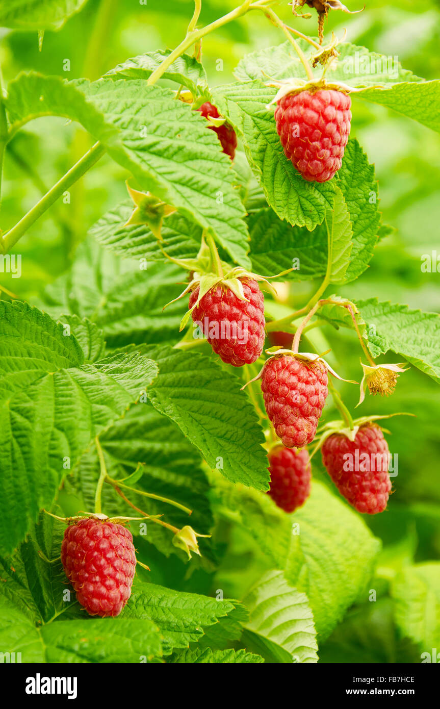 Several ripe red raspberries growing on the branch Stock Photo - Alamy
