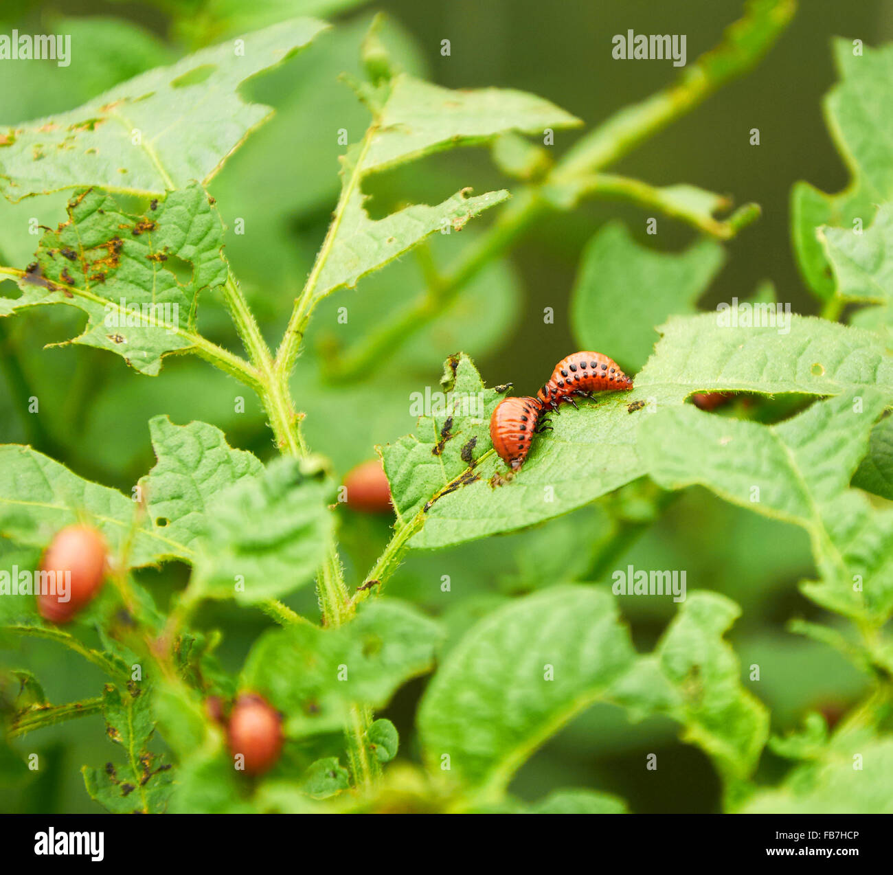 Potato bug hi-res stock photography and images - Alamy