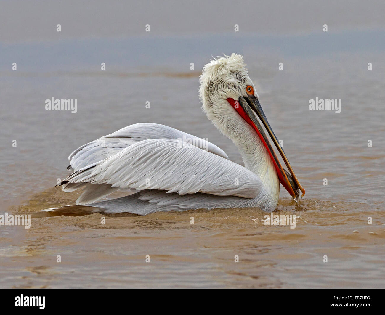 Pelican fish hi-res stock photography and images - Alamy