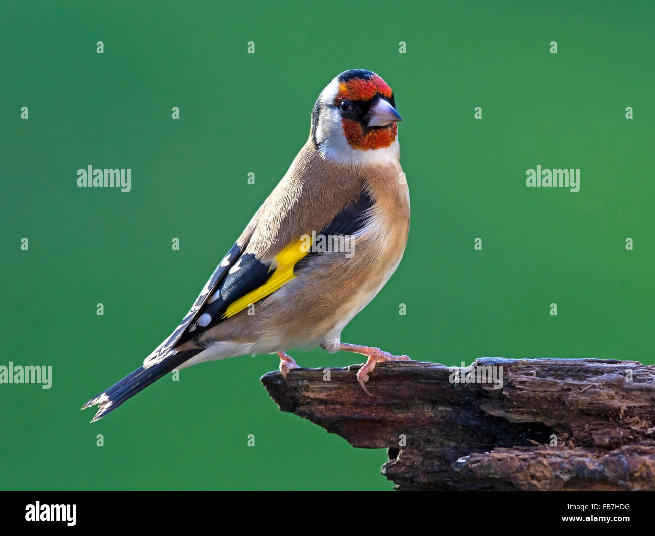 European goldfinch hi-res stock photography and images - Alamy