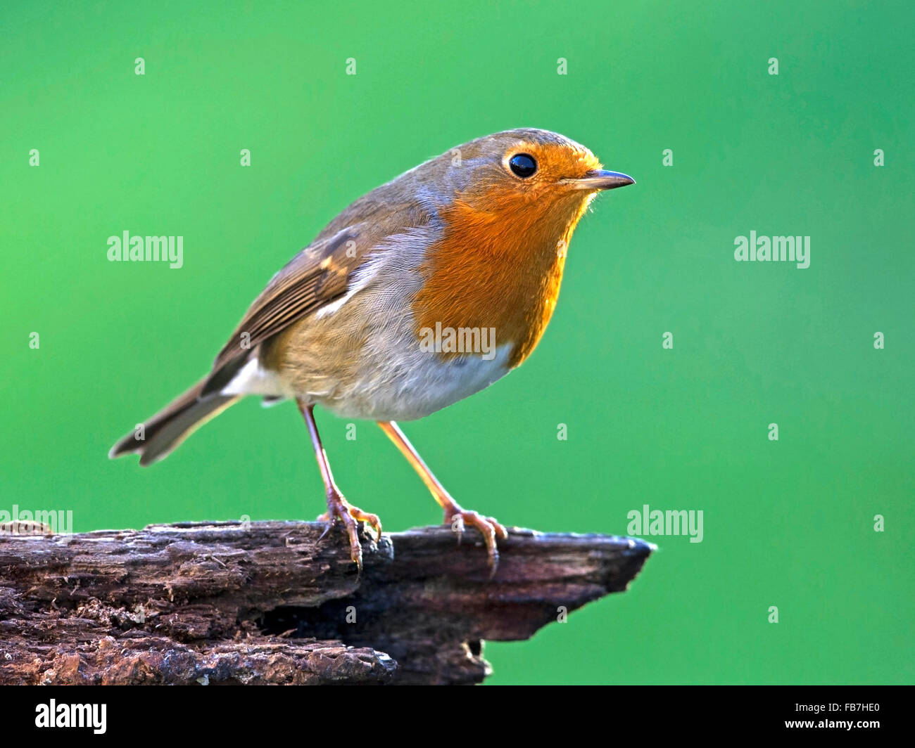 European robin perched on log Stock Photo - Alamy