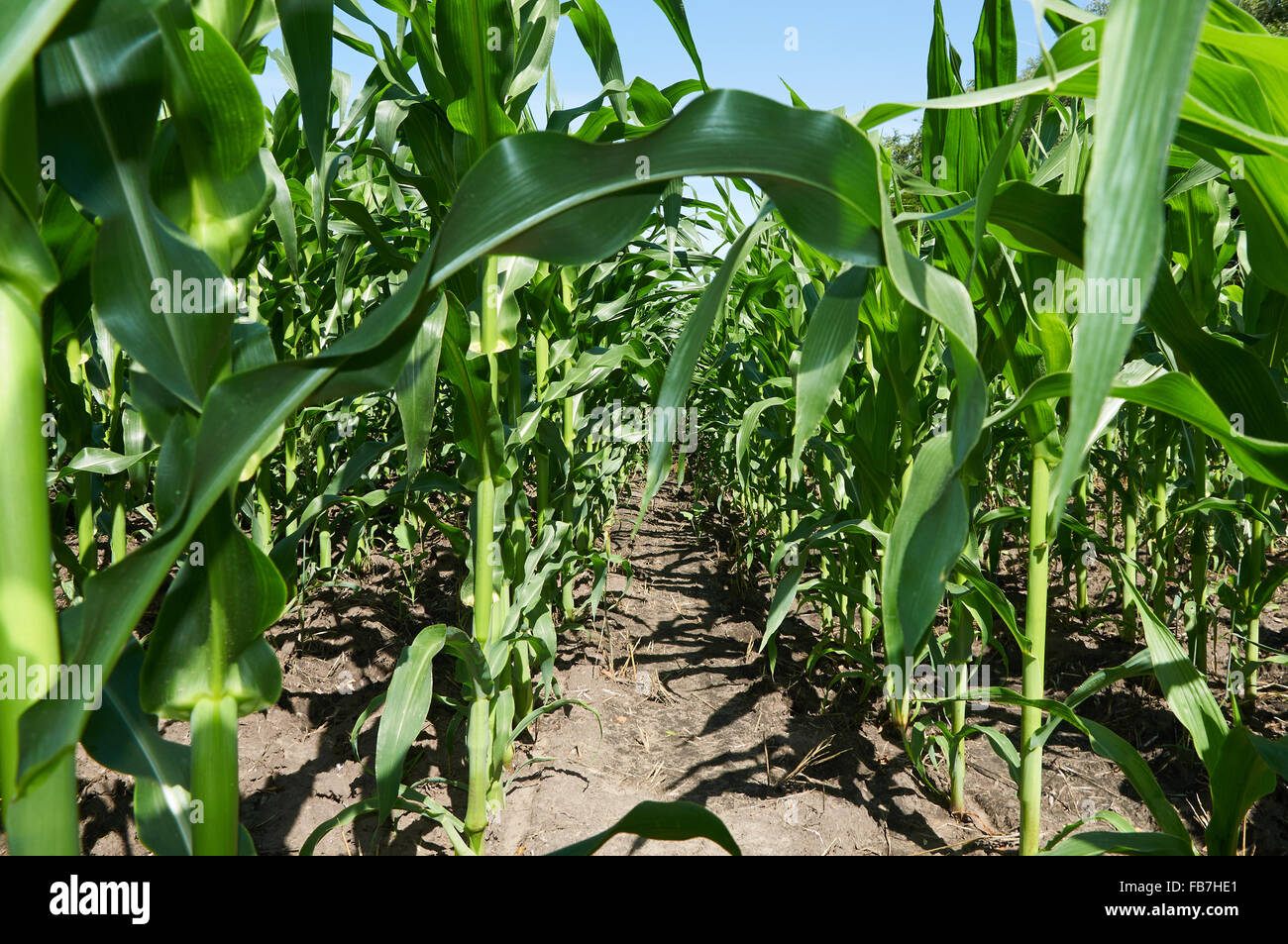 Green rows on corn field under the blue sky Stock Photo - Alamy