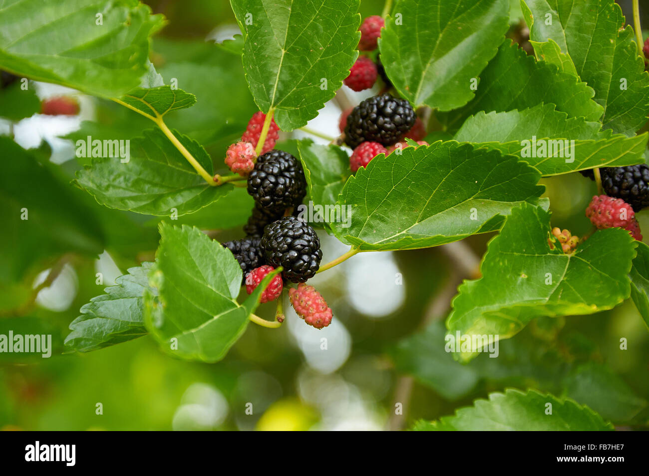 Red mulberry tree hi-res stock photography and images - Alamy