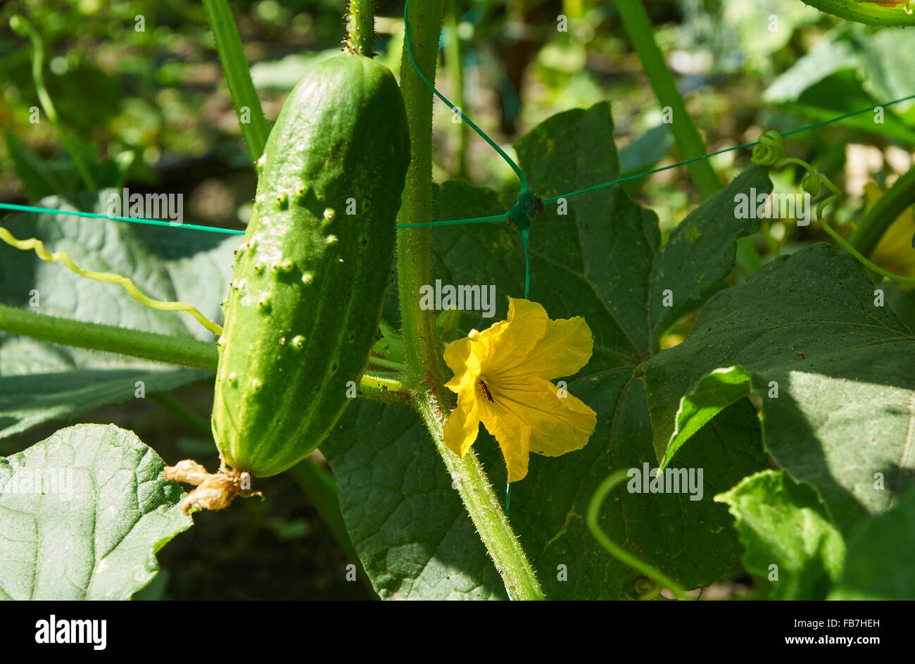 Cucumber in bright sunlight growing on the plant Stock Photo - Alamy