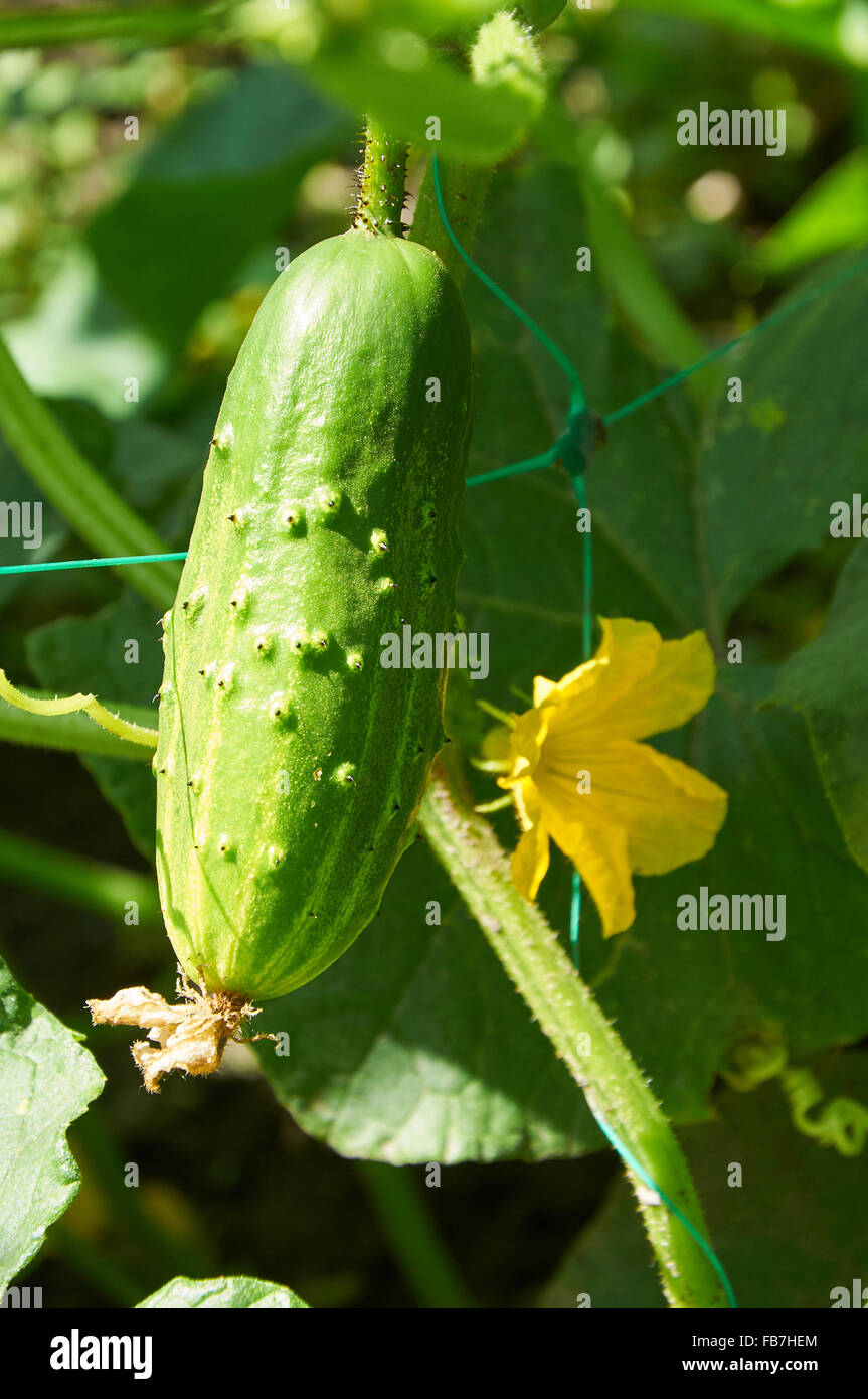Thorn cucumber hi-res stock photography and images - Alamy