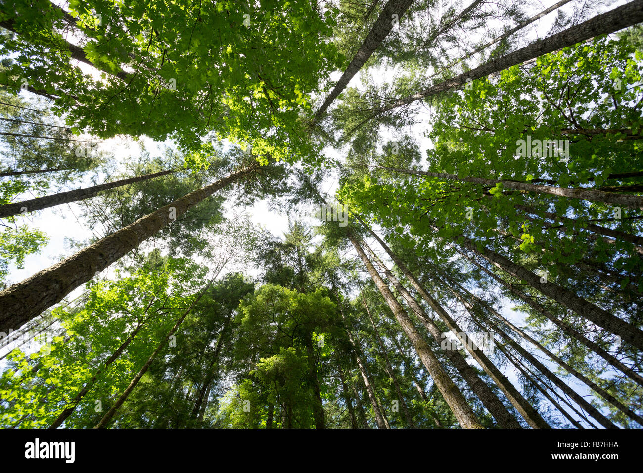 Looking up through trees hi-res stock photography and images - Alamy