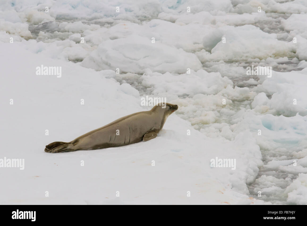 Adult crab eater seals on ice float in ice pack of Antarctica Stock ...