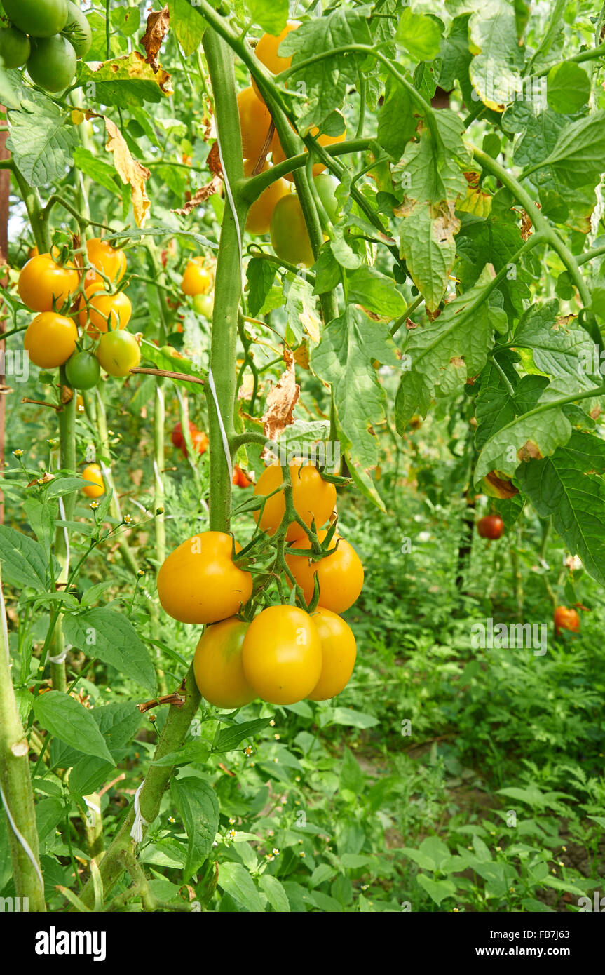 Vegetable garden with plants of yellow tomatoes Stock Photo - Alamy