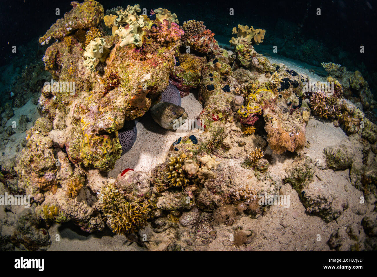 Reef behavior hi-res stock photography and images - Alamy