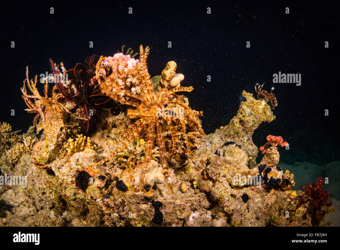 Coral Reef of Red Sea Stock Photo - Alamy
