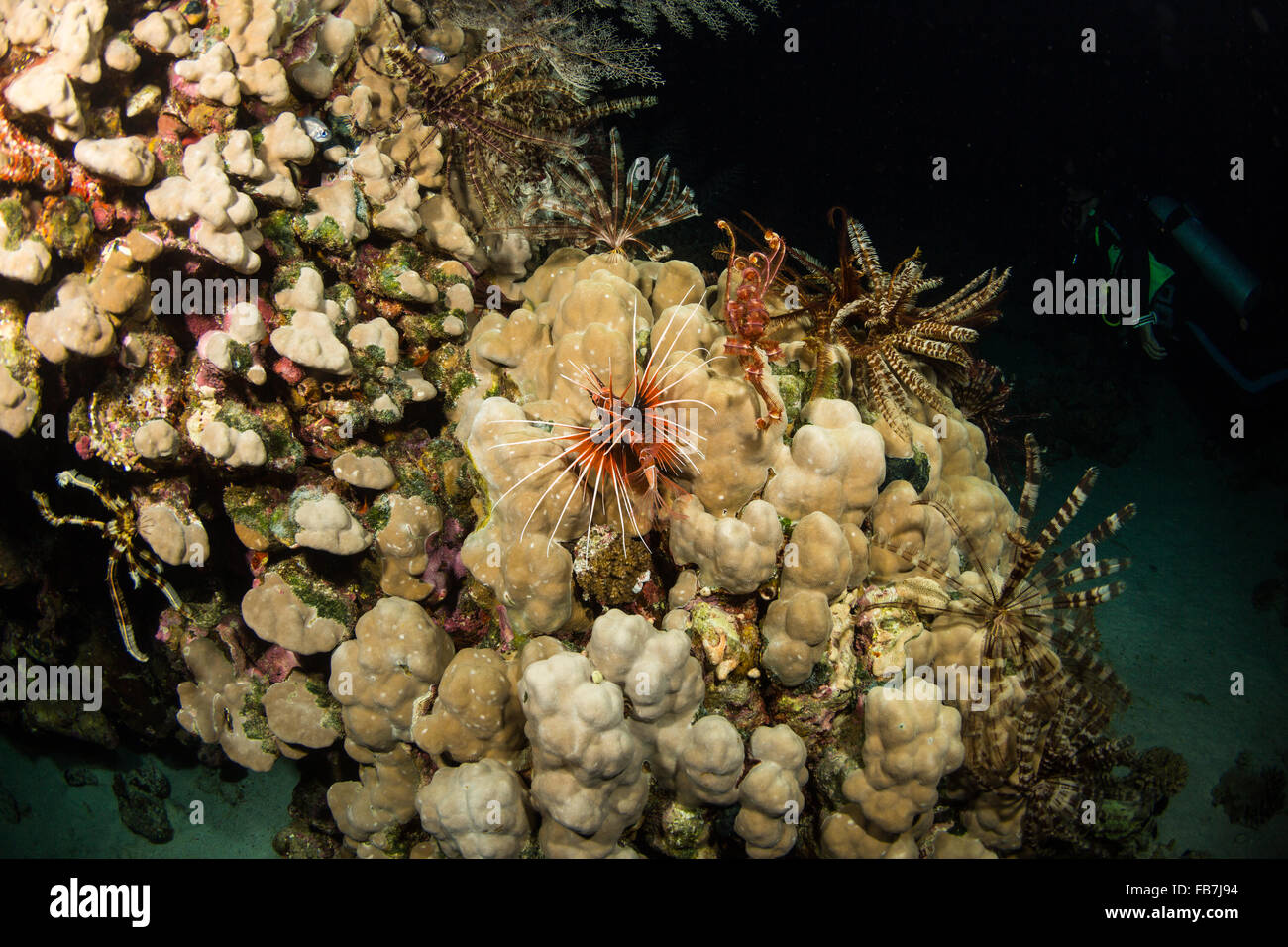 Coral Reef of Red Sea Stock Photo - Alamy