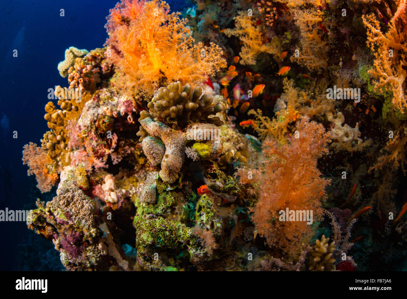 Coral Reef of Red Sea Stock Photo - Alamy