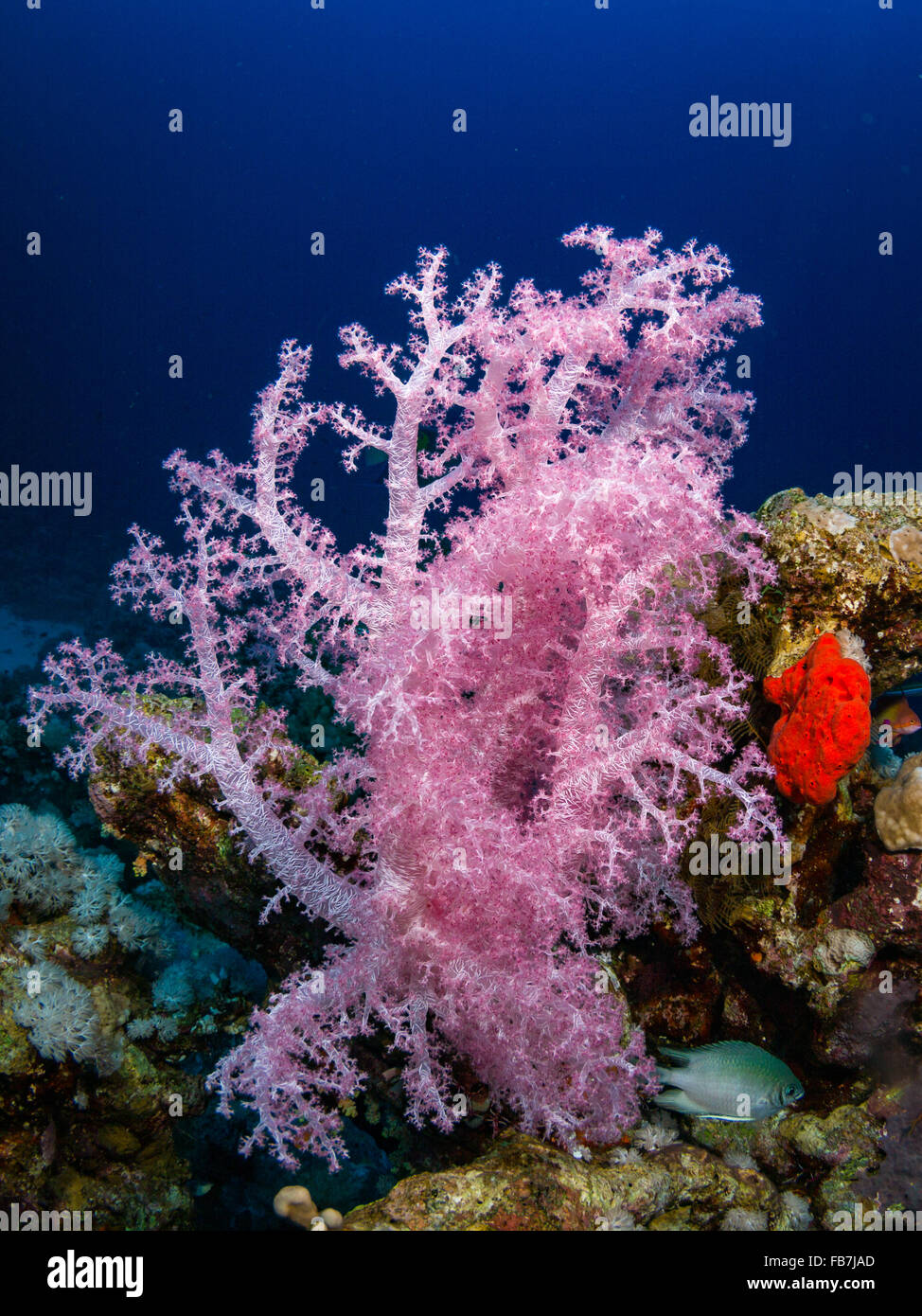 Coral Reef of Red Sea Stock Photo - Alamy