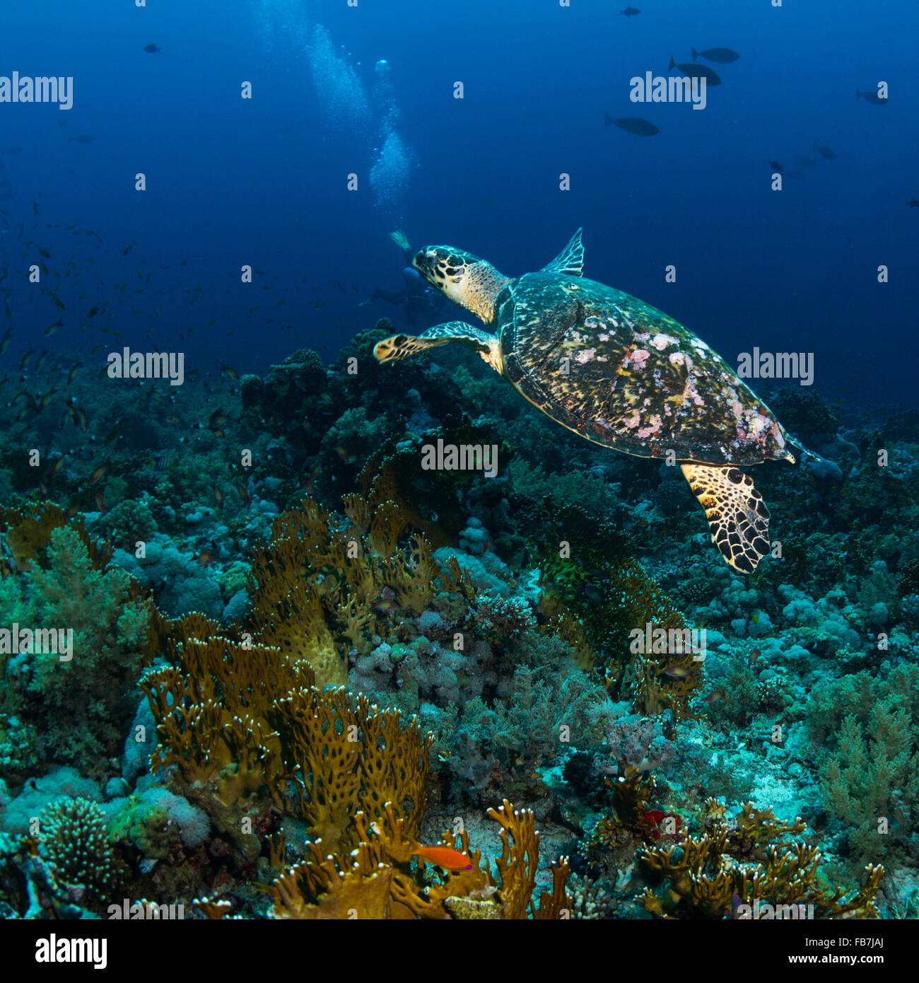 Coral Reef of Red Sea Stock Photo - Alamy