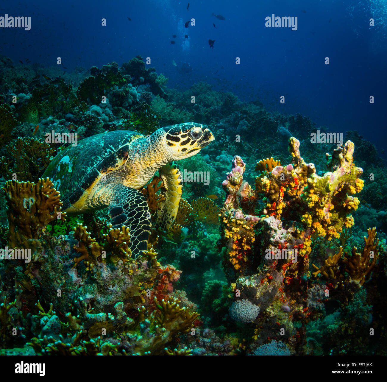 Coral Reef of Red Sea Stock Photo - Alamy
