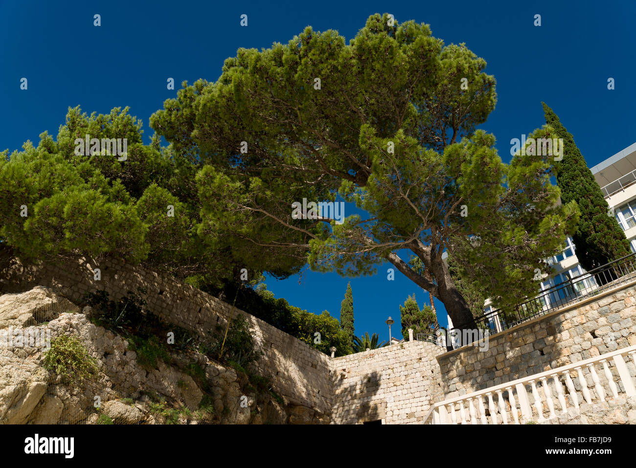 Pine trees and cypress trees in a rocky coastal setting. Adriatic sea ...