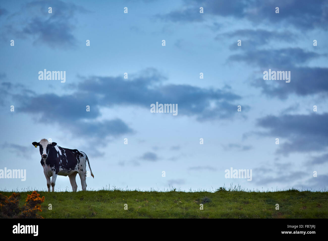 Bowness on solway cow hi-res stock photography and images - Alamy
