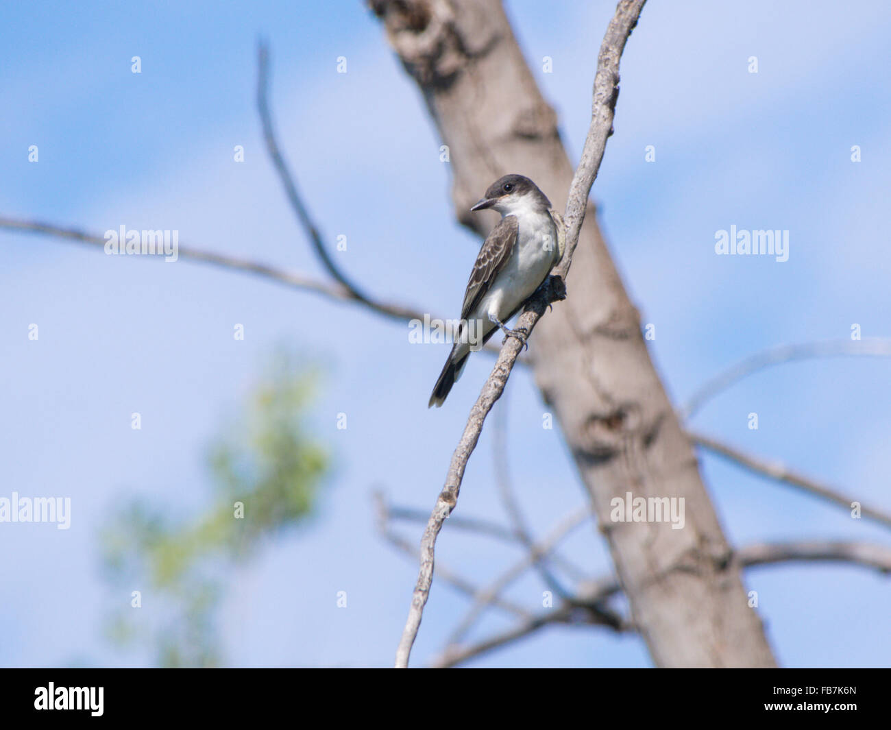 Swallow bird on a branch Stock Photo - Alamy