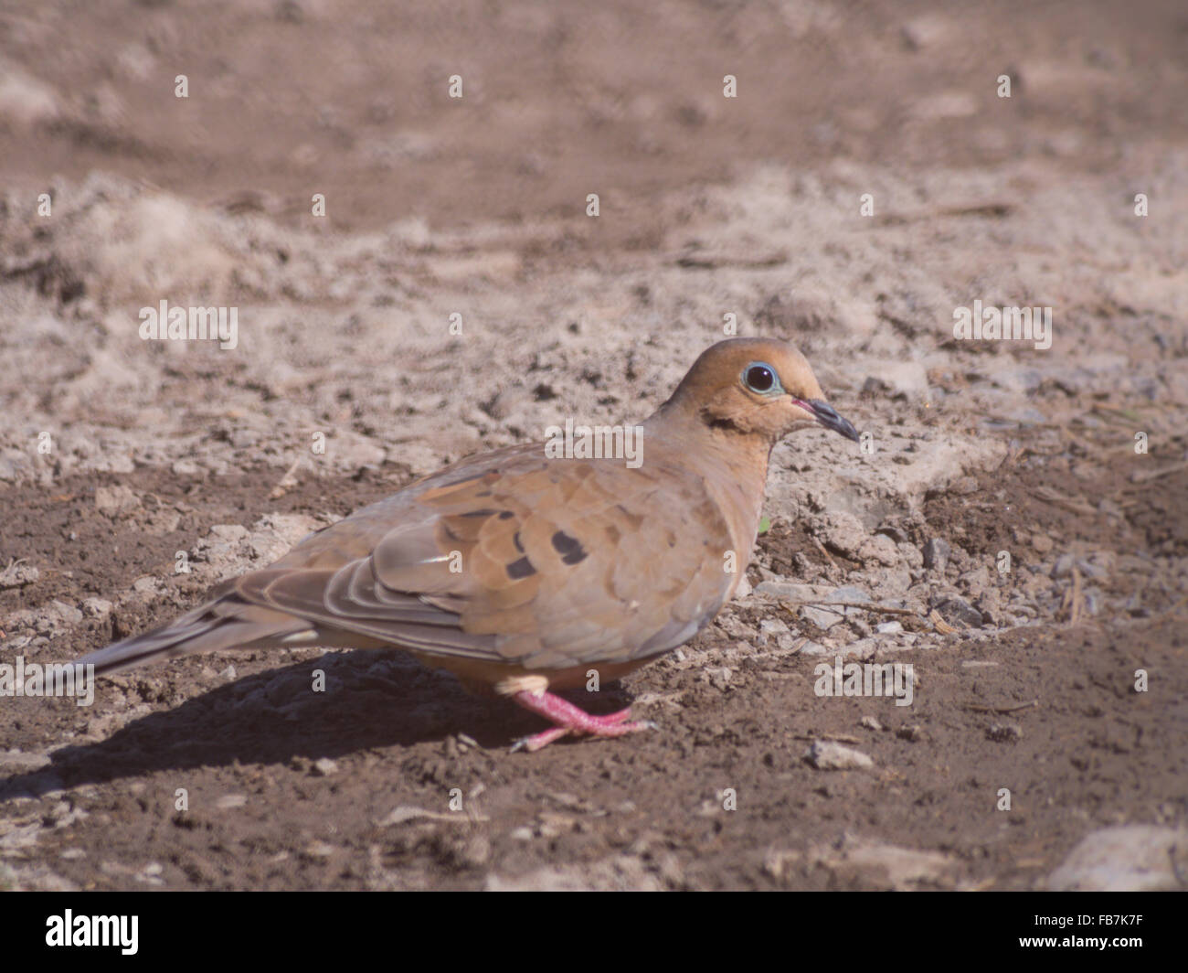 Mourning Dove on ground Stock Photo - Alamy
