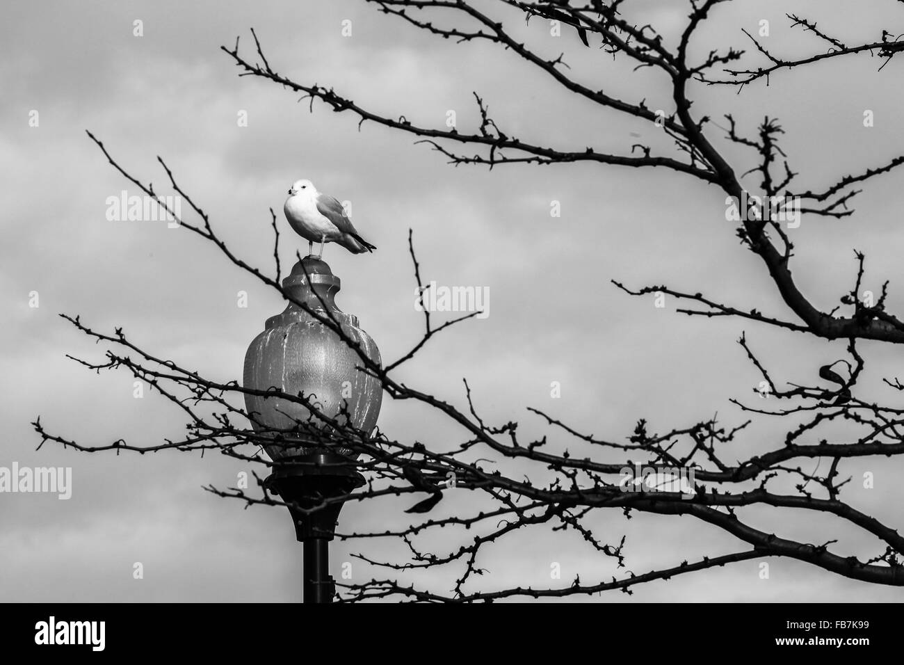 Seagull in tree Stock Photo - Alamy
