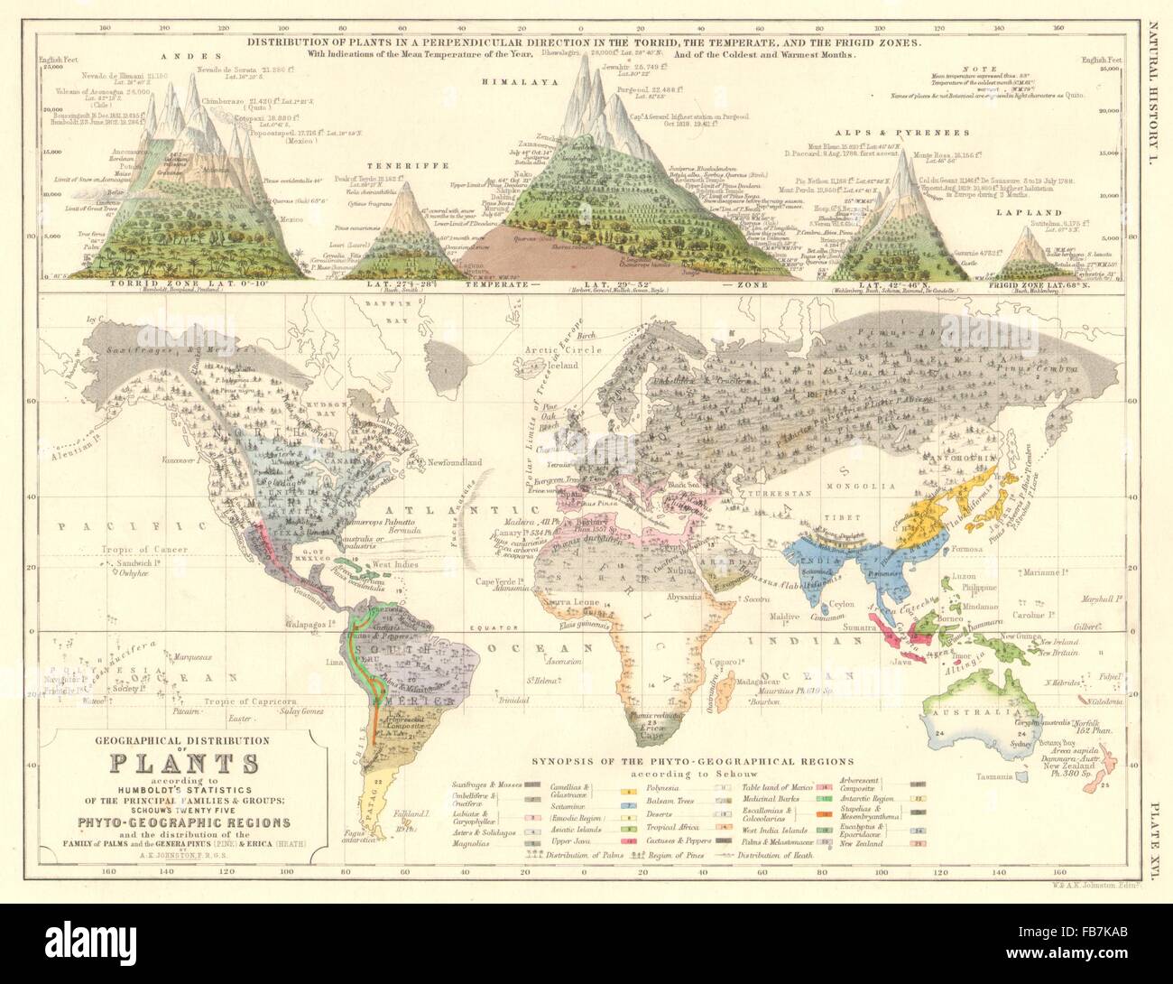 WORLD:Geographical & perpendicular Plant distribution.Humboldt Schouw ...