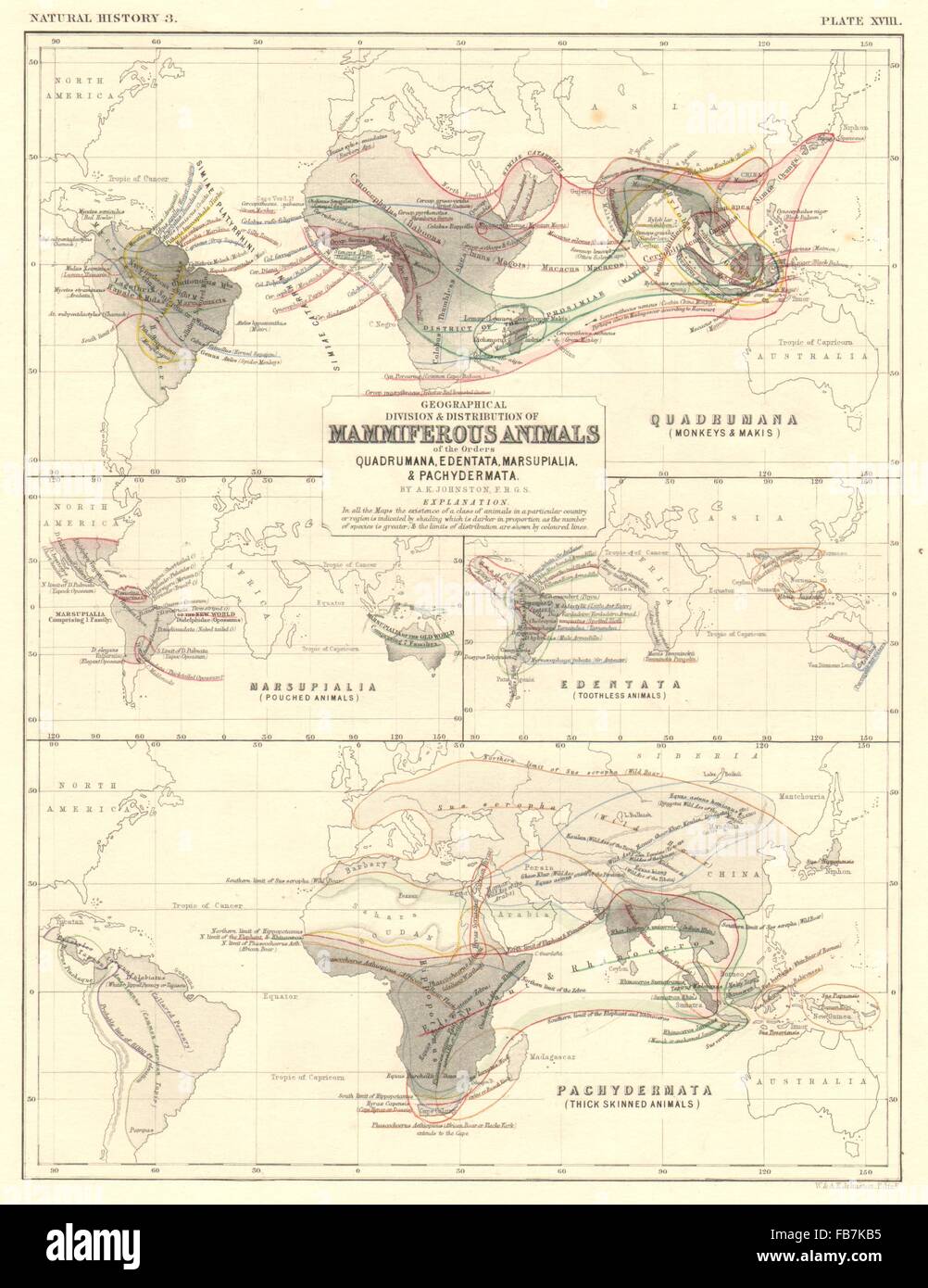 WORLD: Mammal distribution: Monkeys Edentata Marsupials Pachydermata ...