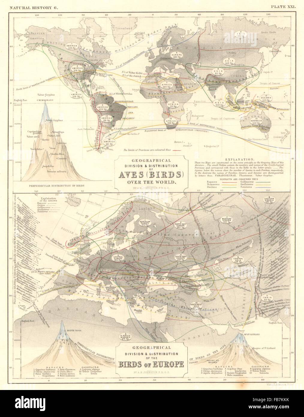 WORLD/EUROPE: Geographical & perpendicular distribution of Birds, 1850 ...