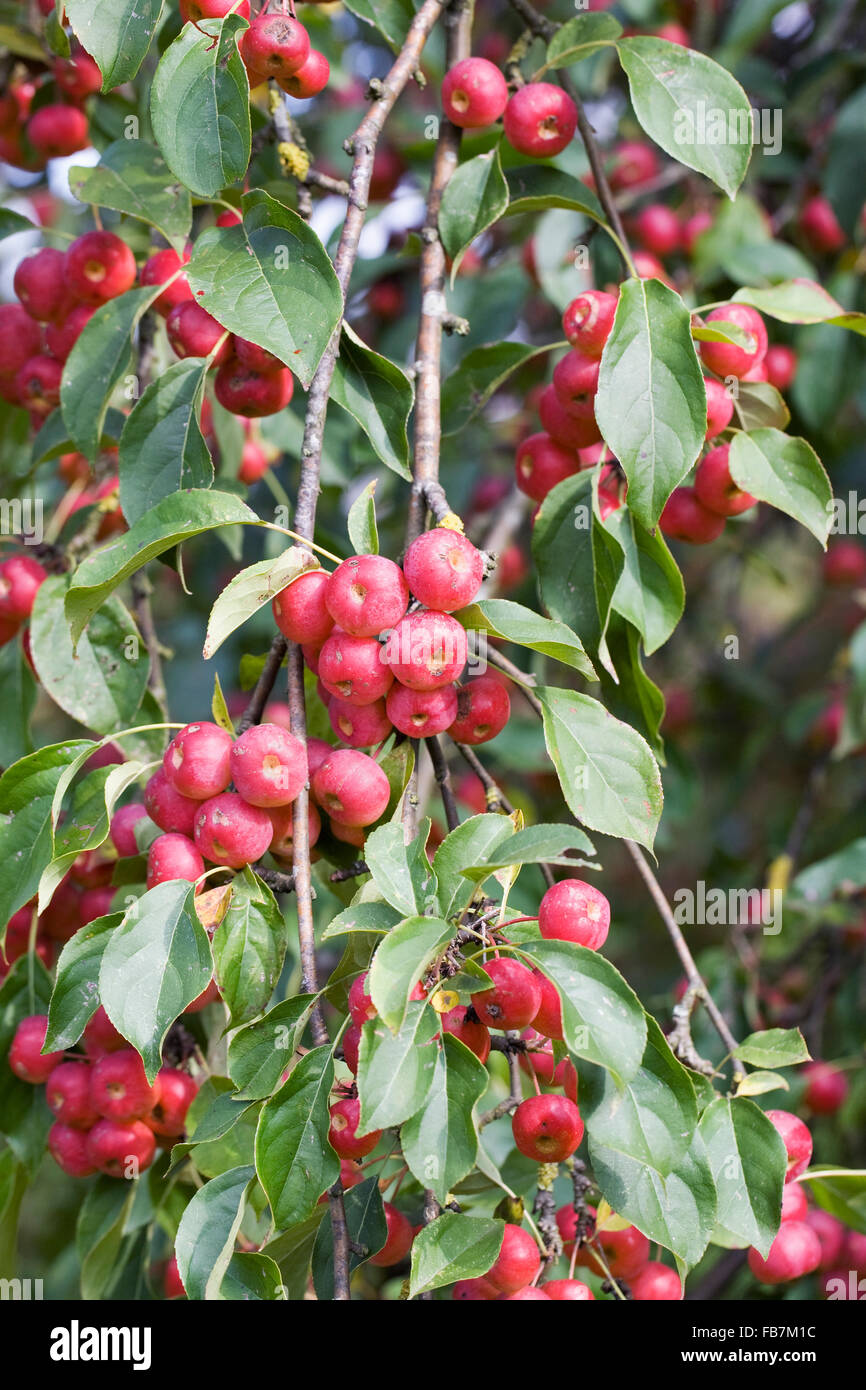Siberian crab apple tree hi-res stock photography and images - Alamy