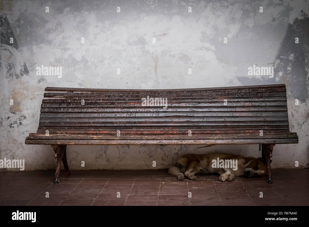 Sleeping Dog under Bench Stock Photo - Alamy