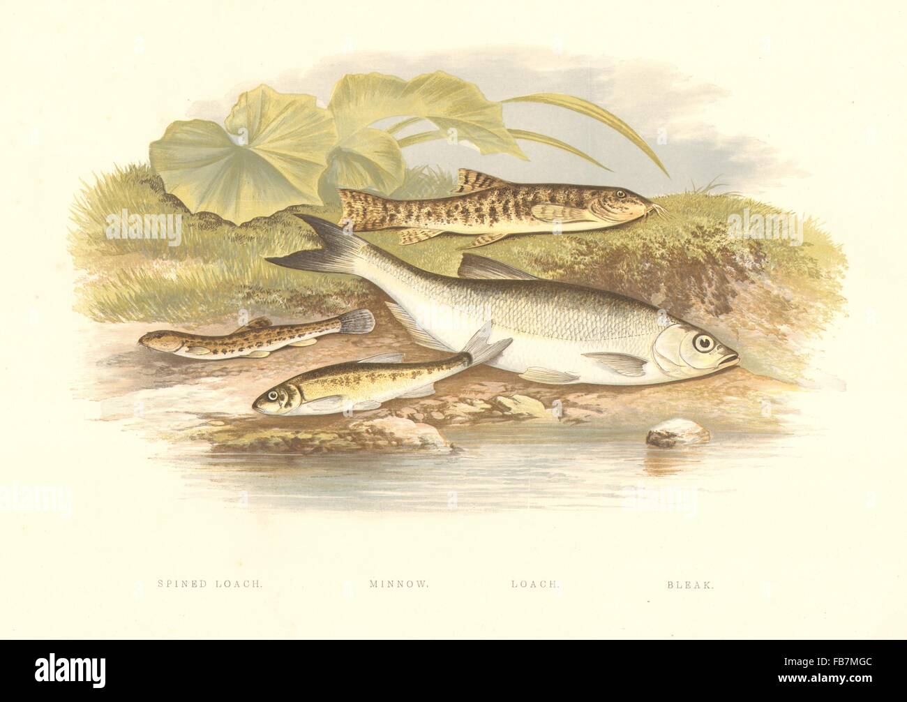 FISH:Spined Loach.Minnow.Bleak.(Cobites taenia,Alburnus lucidus ...