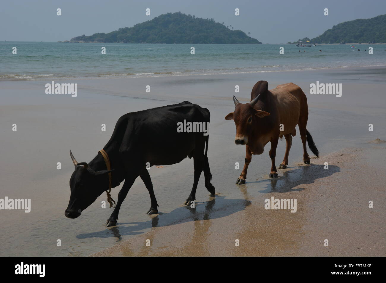 Cows on the Beach of Palolem, Goa, South India in sunset Stock Photo ...