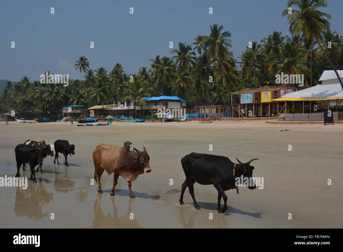 Cows on the Beach of Palolem, Goa, South India in sunset Stock Photo ...
