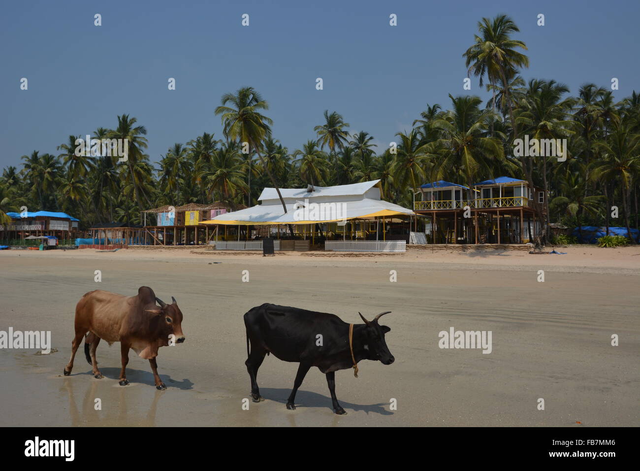 Cows on the Beach of Palolem, Goa, South India in sunset Stock Photo ...
