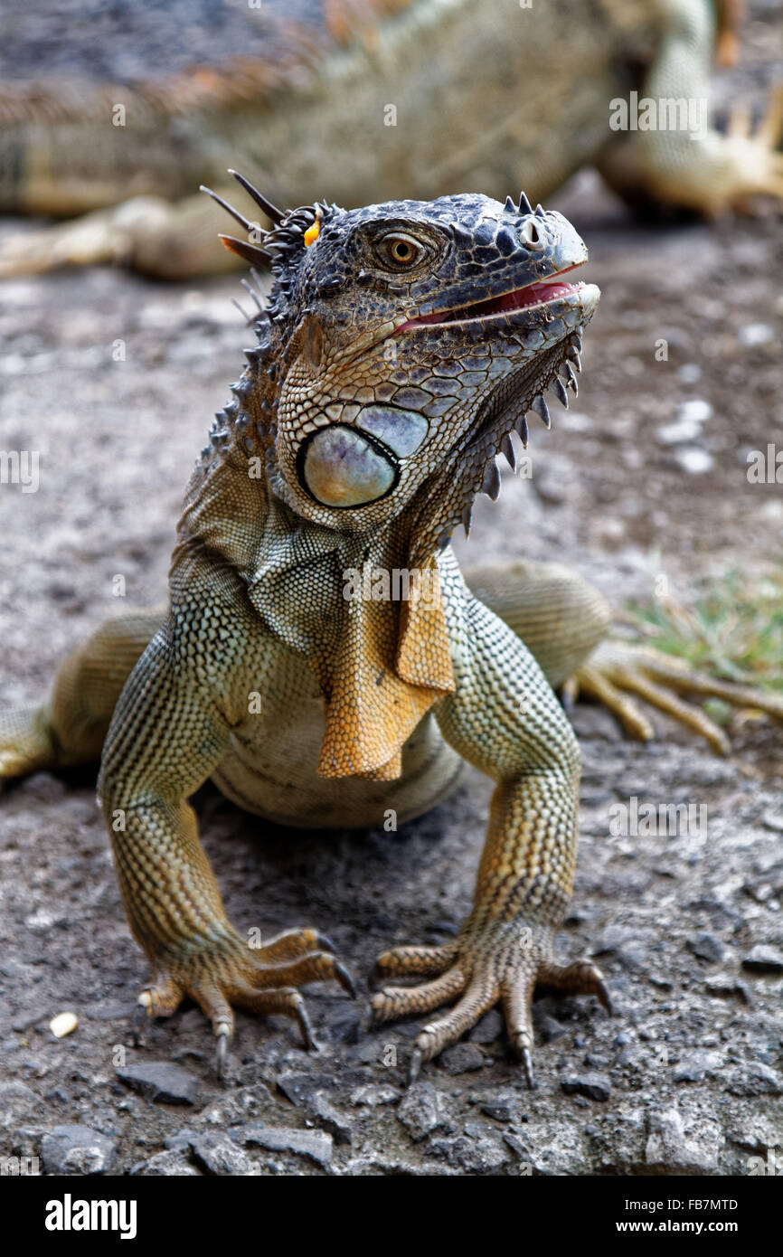 A green iguana (Iguana iguana), also known as common iguana or American ...