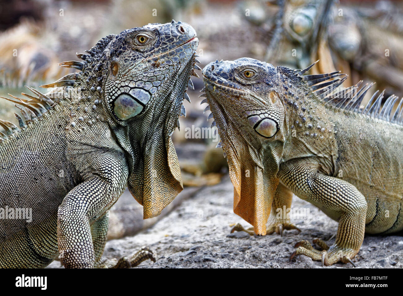 Green iguanas (Iguana iguana), also known as common iguana or American ...