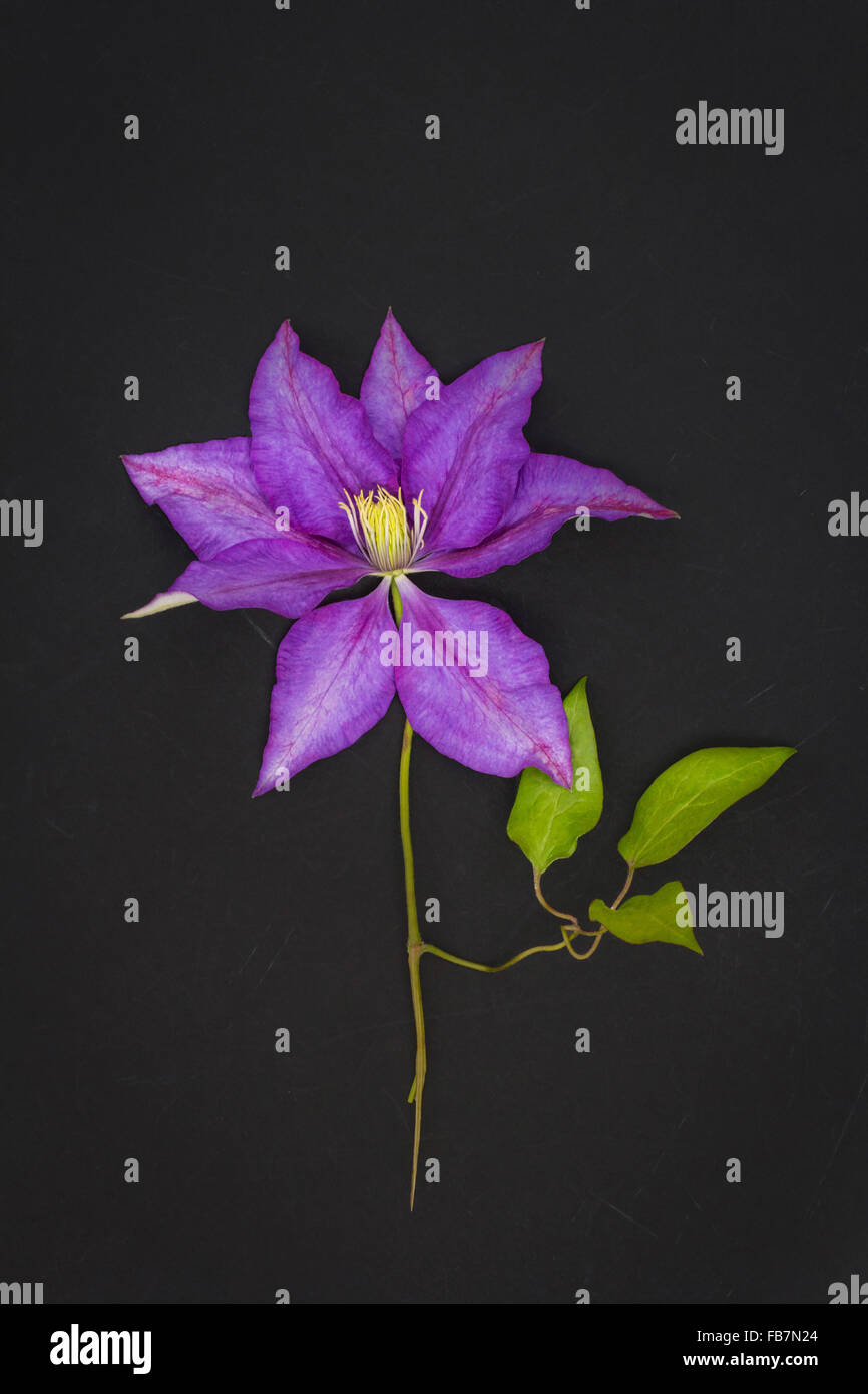 Violet clematis on black background Stock Photo - Alamy