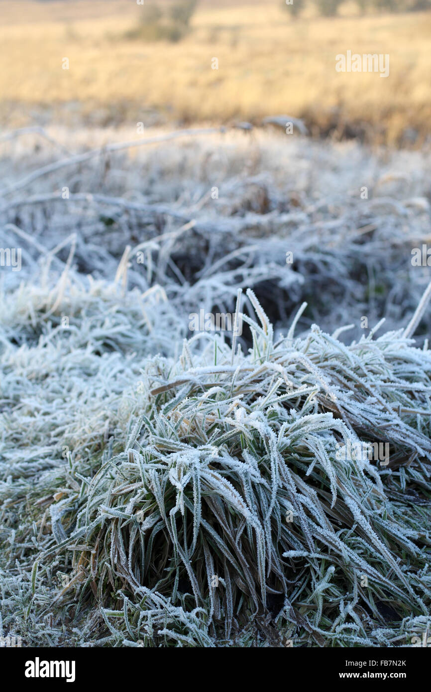 Winter background of frosty grass at the sunset Stock Photo - Alamy