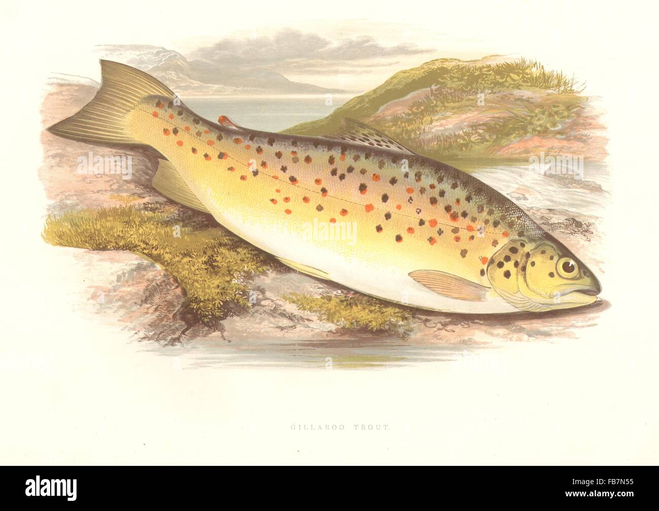 Salmo stomachicus hi-res stock photography and images - Alamy