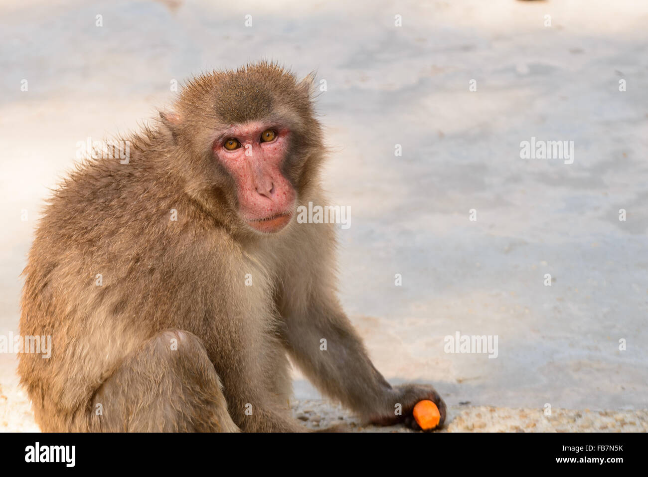 Nice monkey sitting and eating a carrot Stock Photo - Alamy