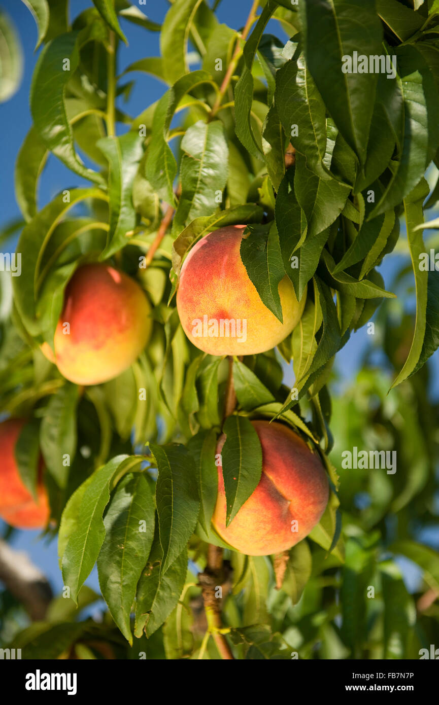 Peach on the tree hi-res stock photography and images - Alamy