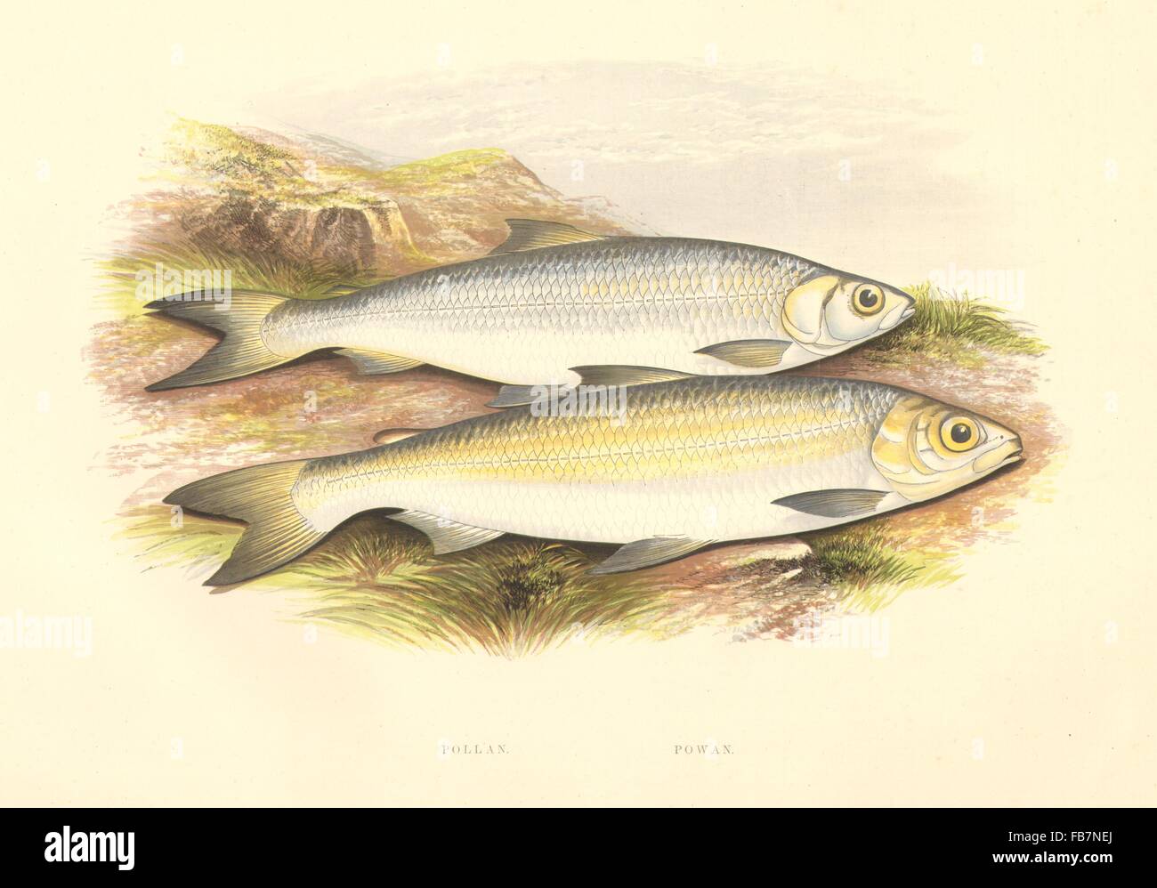 FRESHWATER FISH:Pollan.Powan.(Coregonus,clupeoides Var)-Houghton ...