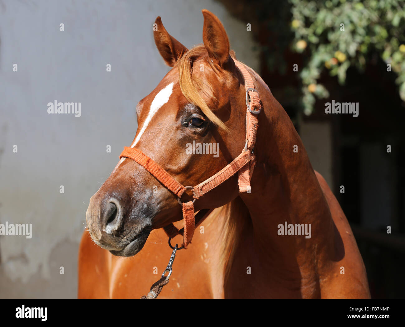 Close up beautiful arabian horse head hi-res stock photography and ...