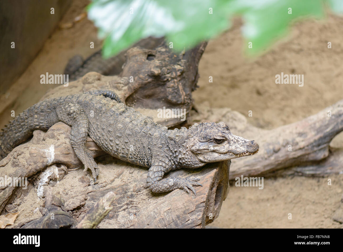 A big threatening crocodile resting over a tree trunk Stock Photo - Alamy