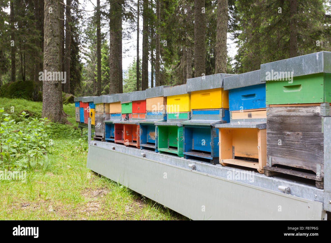 Number of hives in a row, bee keeping, farming, honey, rural life Stock ...