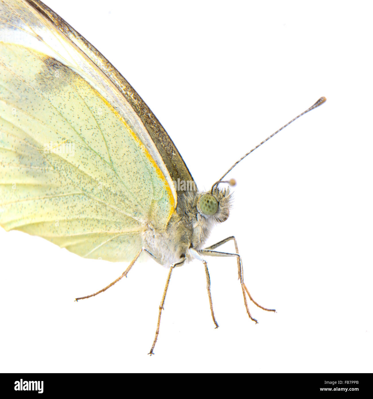 Light yellow butterfly isolated on a white background Stock Photo - Alamy