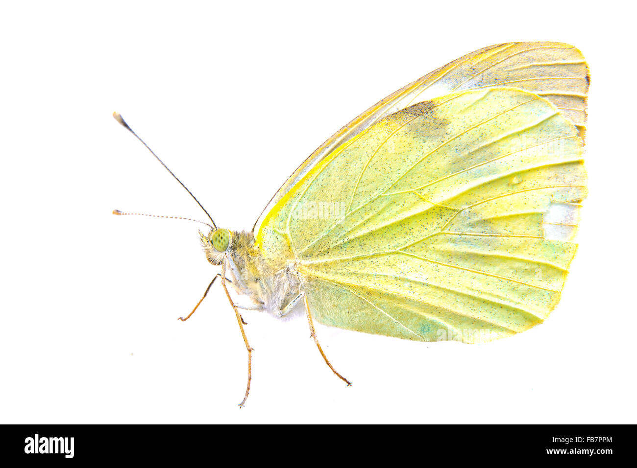 Light yellow butterfly isolated on a white background Stock Photo - Alamy