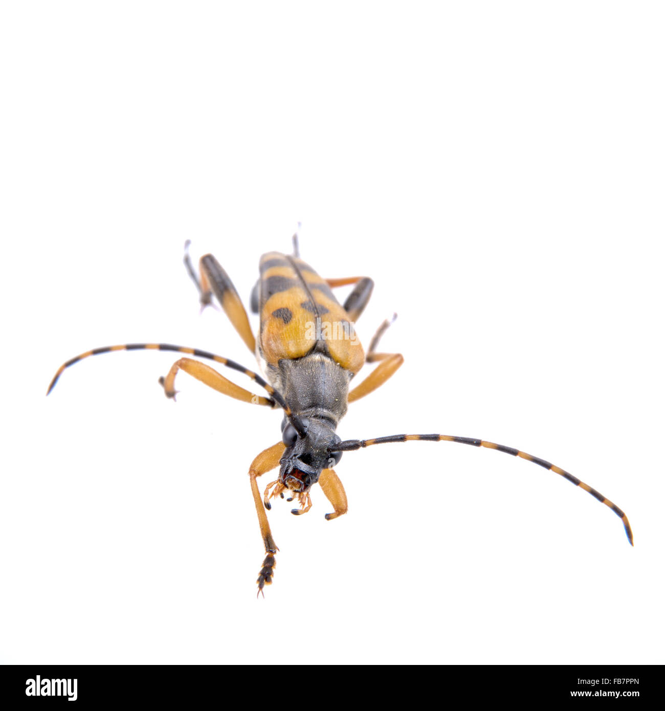 Yellow black bug isolated on a white background Stock Photo - Alamy