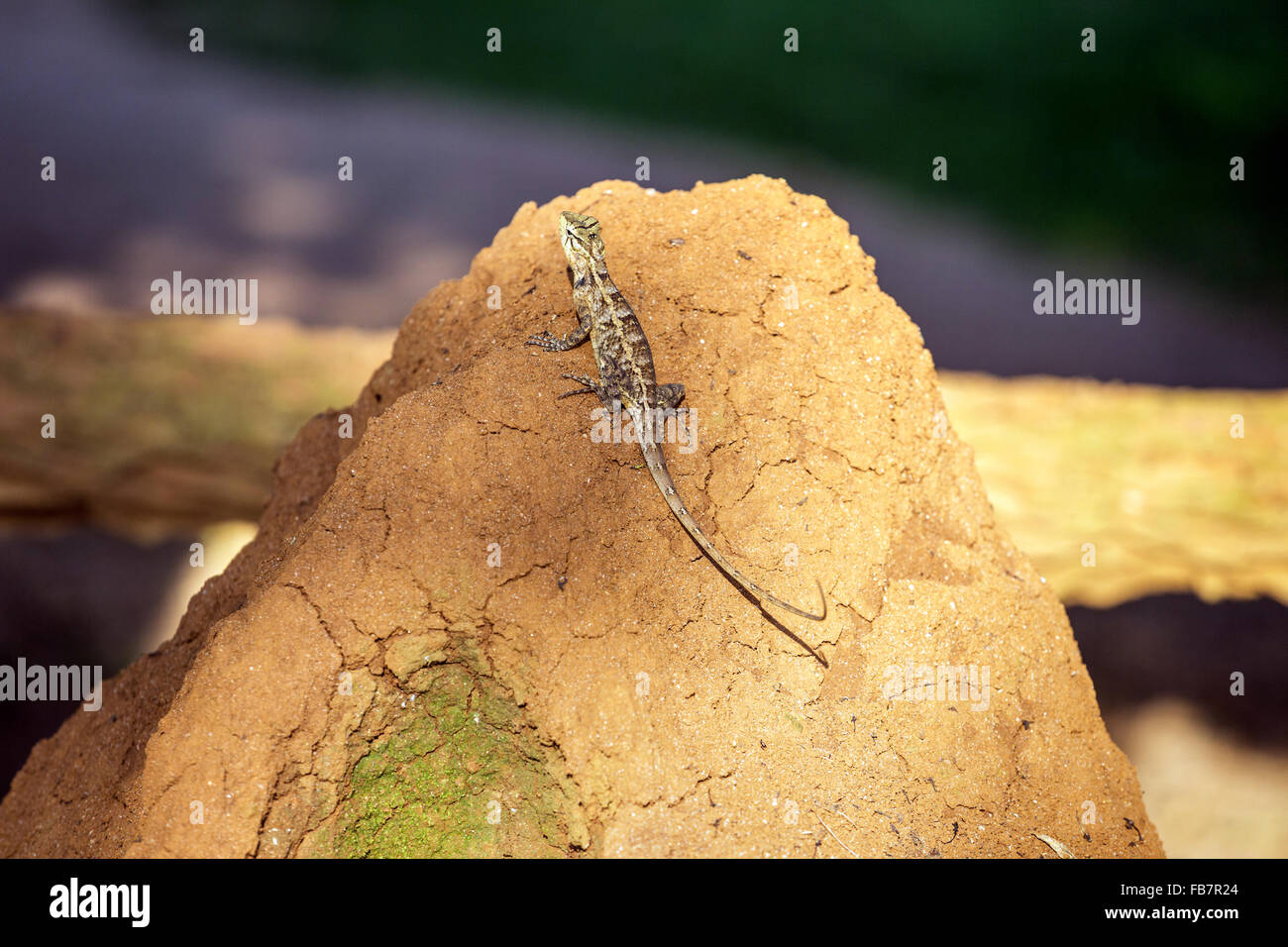 Brown-patched Kangaroo lizard, Wiegmann's Agama, Sri Lankan Kangaroo ...