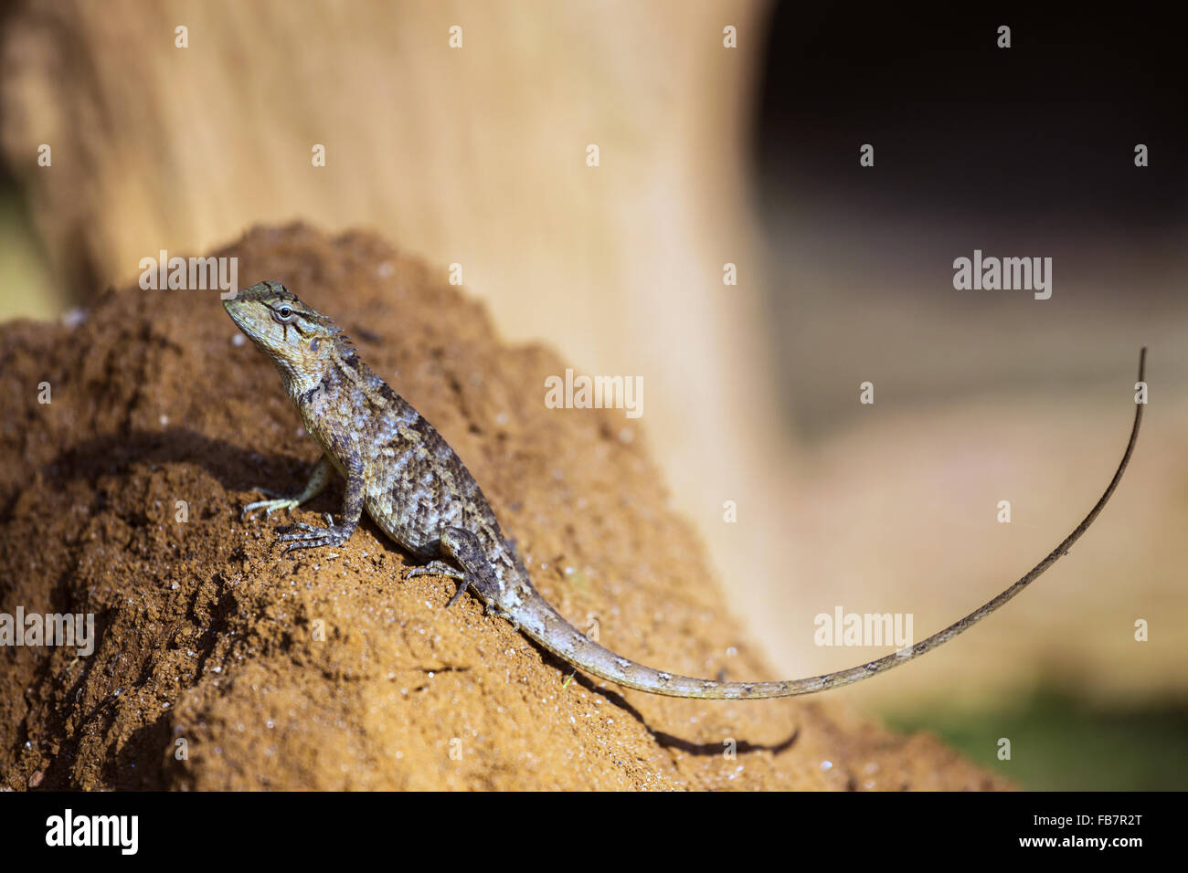 Brown-patched Kangaroo lizard, Wiegmann's Agama, Sri Lankan Kangaroo ...