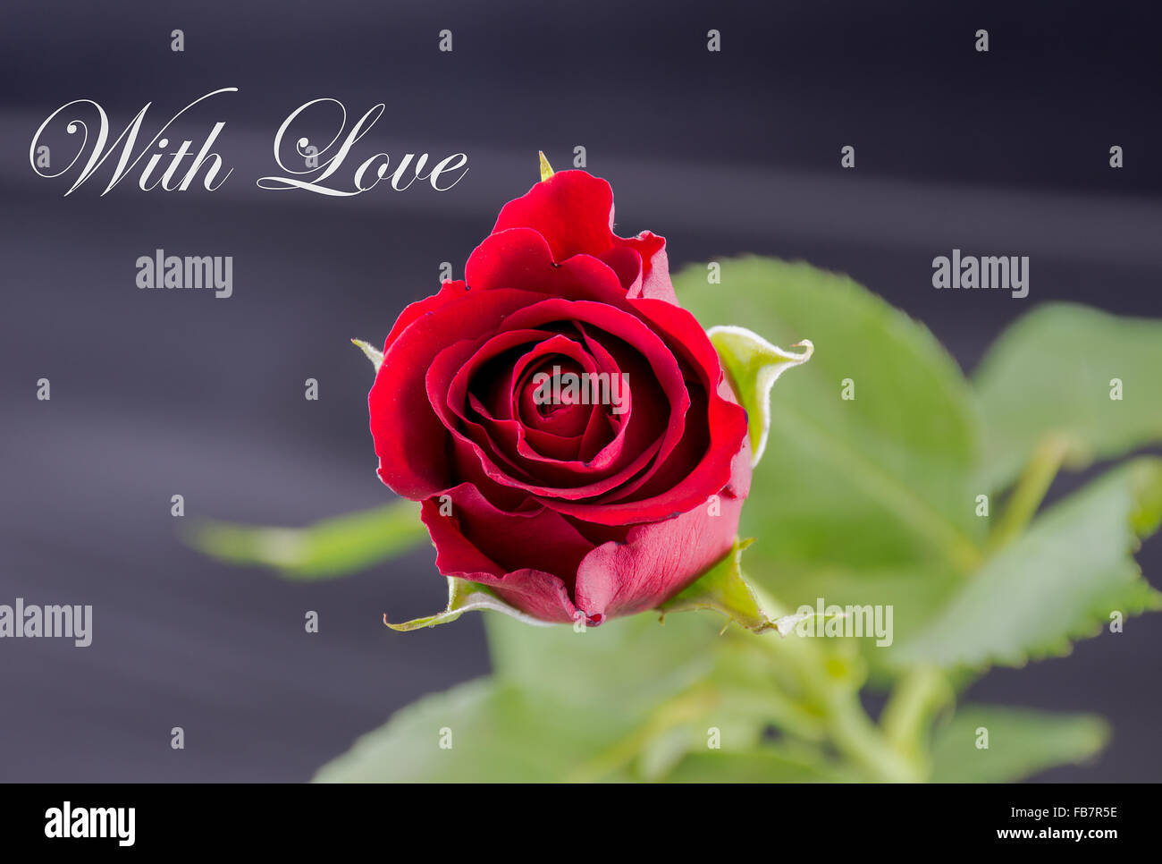 Red Rose - With Love Stock Photo - Alamy